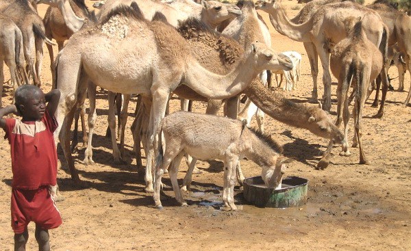 Niger Food Crisis Leads to Acute Malnutrition - allAfrica.com