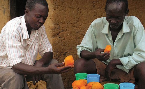 Preserving the Riches of Sweet Potato - allAfrica.com