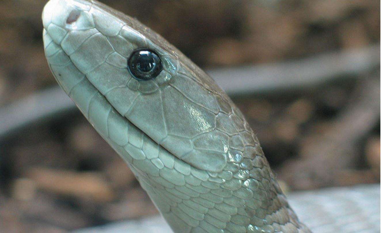 South Africa: Durban Family Finds 2.3m Black Mamba At Front Door ...