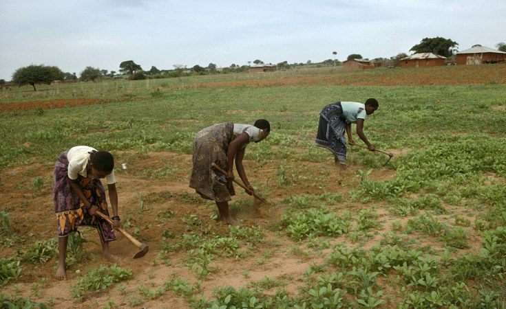 Congo-Kinshasa: DRC Farmers Reap Benefits of Soil Fertility - allAfrica.com