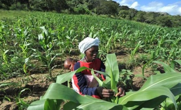Zimbabwe Forecasts Bumper Crop Harvest - allAfrica.com