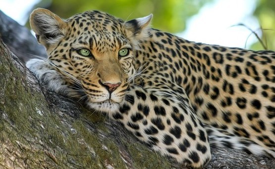 New Quotas Allow Leopard Trophy Hunting After Two-Year Ban - allAfrica.com