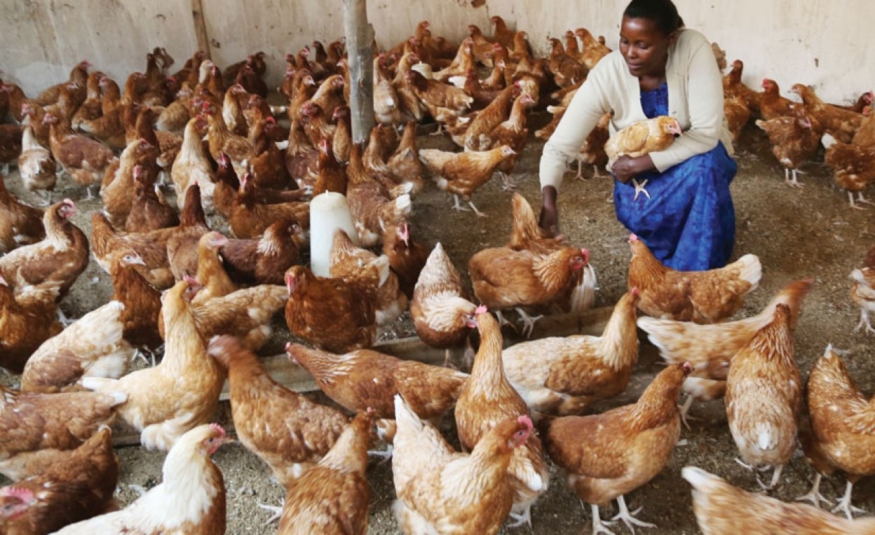 Rwanda to Triple Poultry Production in Five Years - allAfrica.com