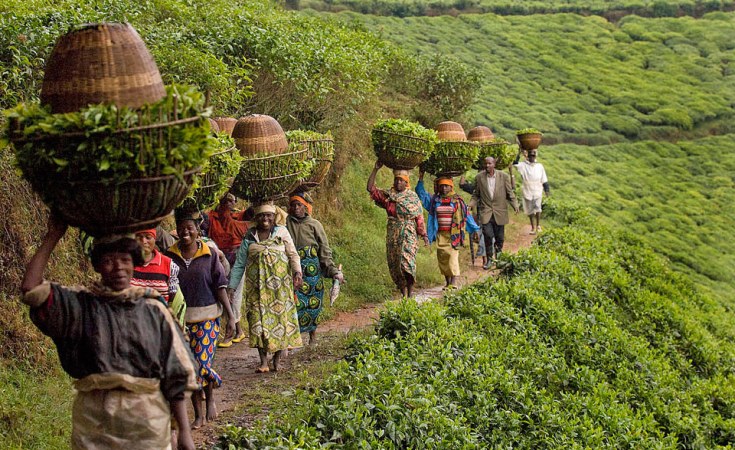 Rwanda: Increased Coffee Production to Boost Economic Growth - CEPAR ...