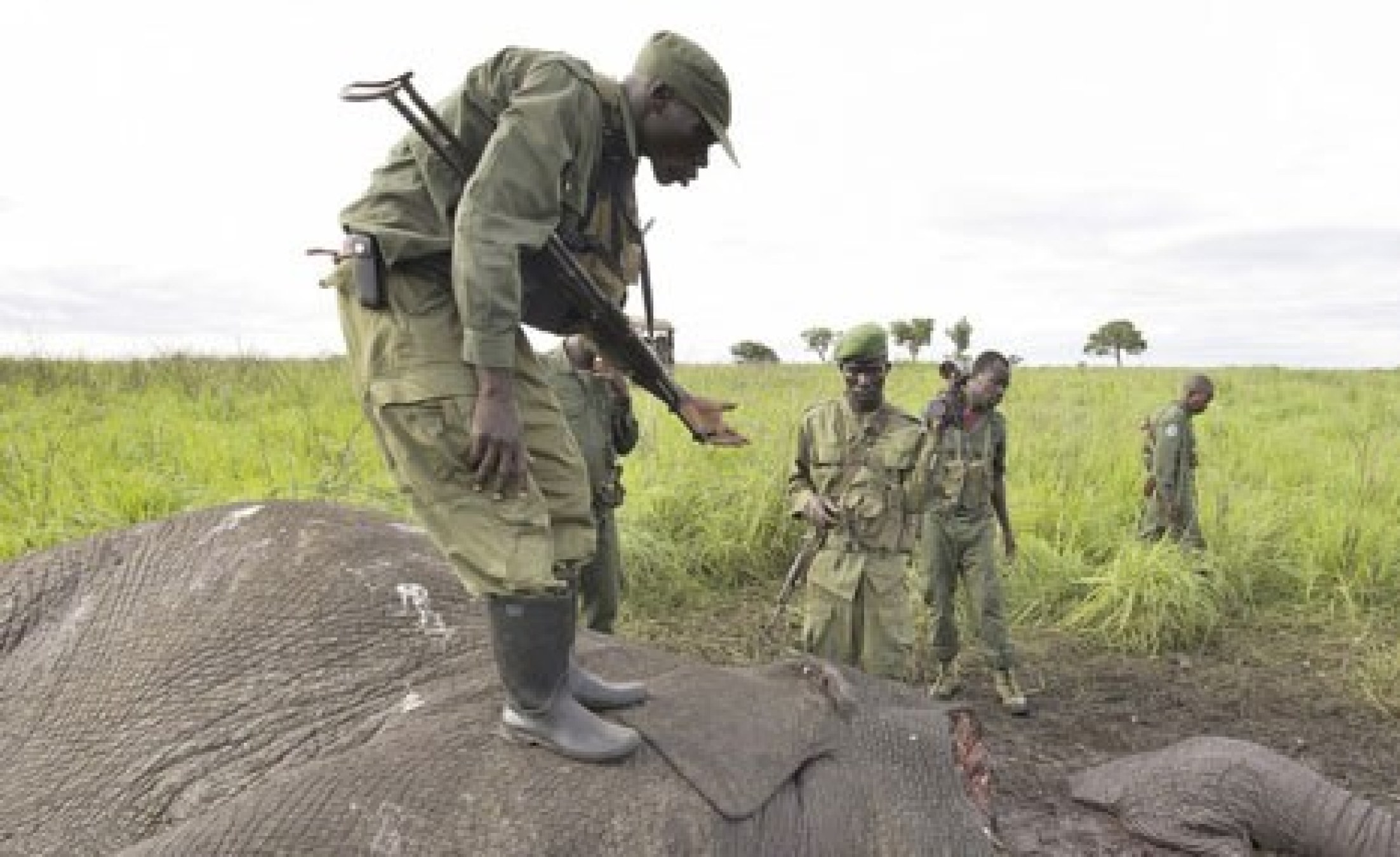 East Africa: Poaching Poses Security Threat in East Africa - Report ...