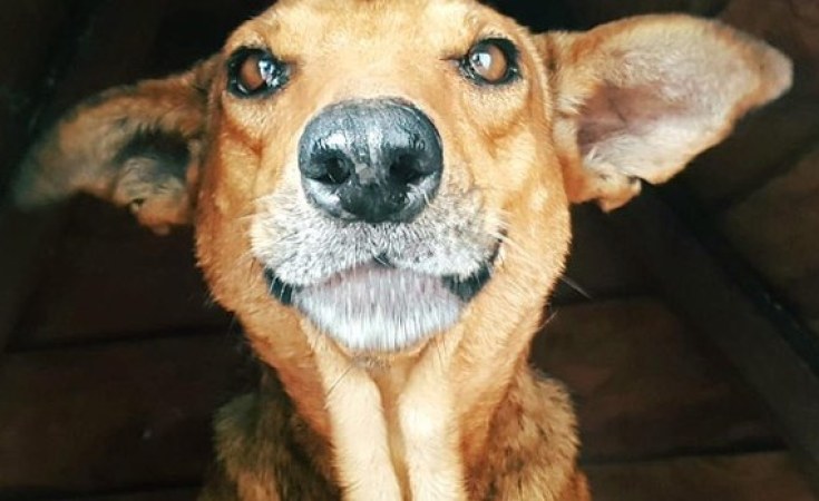 Zimbabwe: Meet "Granny", the smiley old Zim dog who's stealing our ...