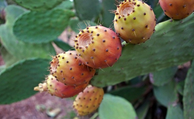 Africa: Prickly Pear Cactus Is 'Miracle' Crop for Dry Regions - Experts ...