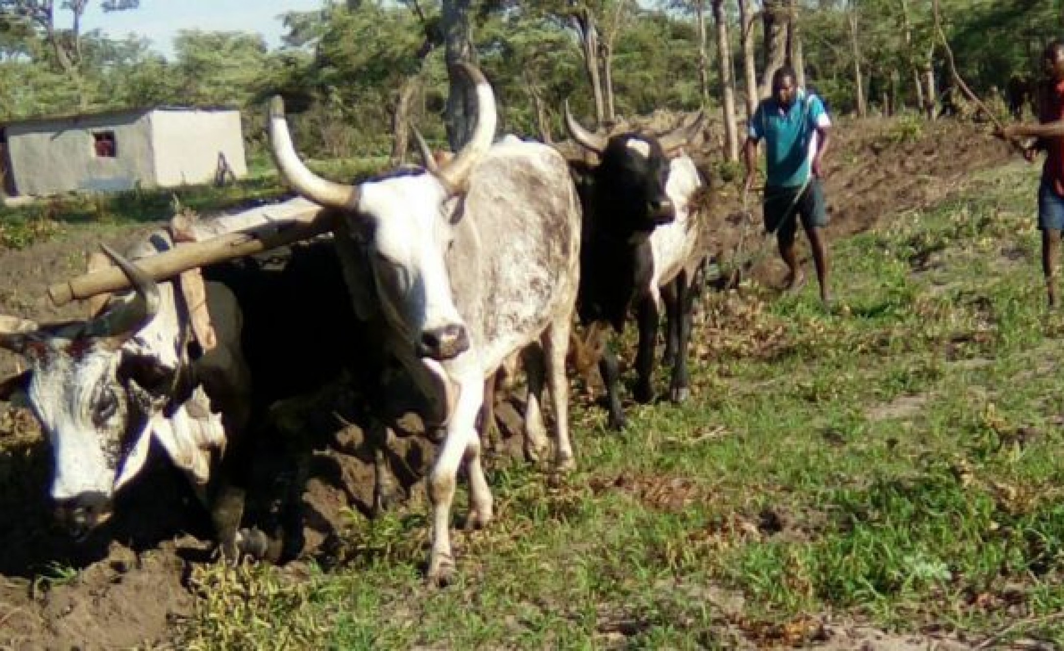 Namibia: 'The Germans Must Relinquish Their Farms' - allAfrica.com