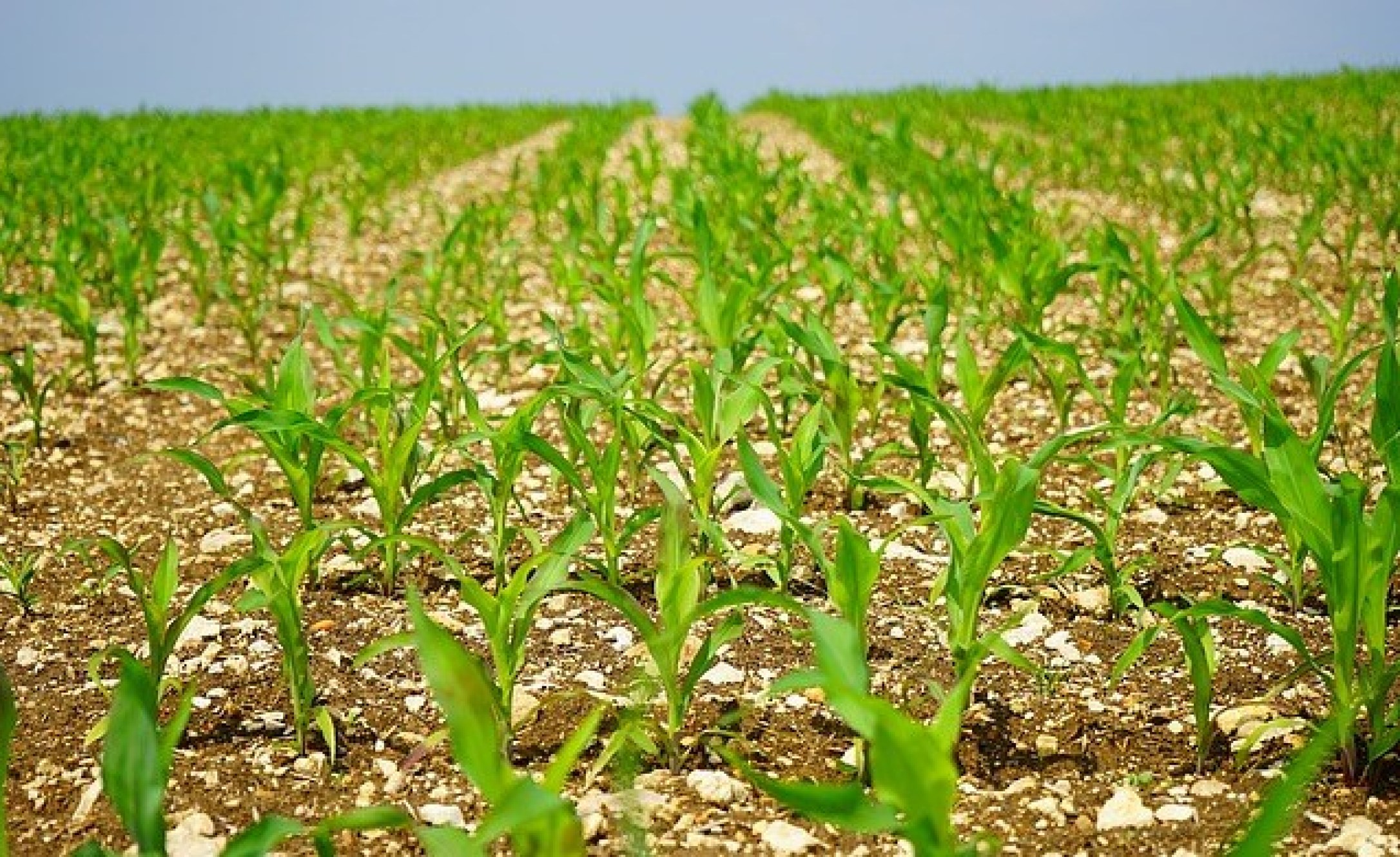 Malawi Govt Starts Issuing Maize Export Licenses AllAfrica
