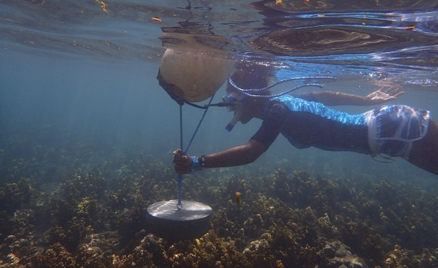 Seychelles: Nature Seychelles, in Effort to Save Coral, Has Grown ...