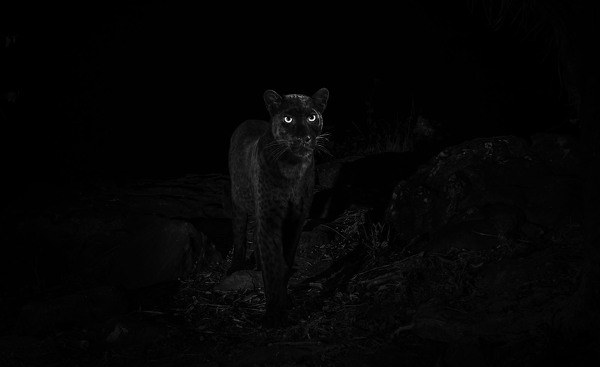 PhotoEssay » Black Leopard - The Most Elusive Cat in Africa - allAfrica.com