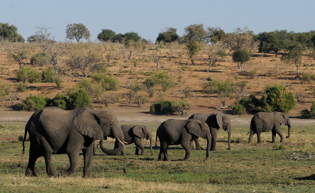 Botswana Has an Elephant Poaching Problem, Not an Overpopulation ...