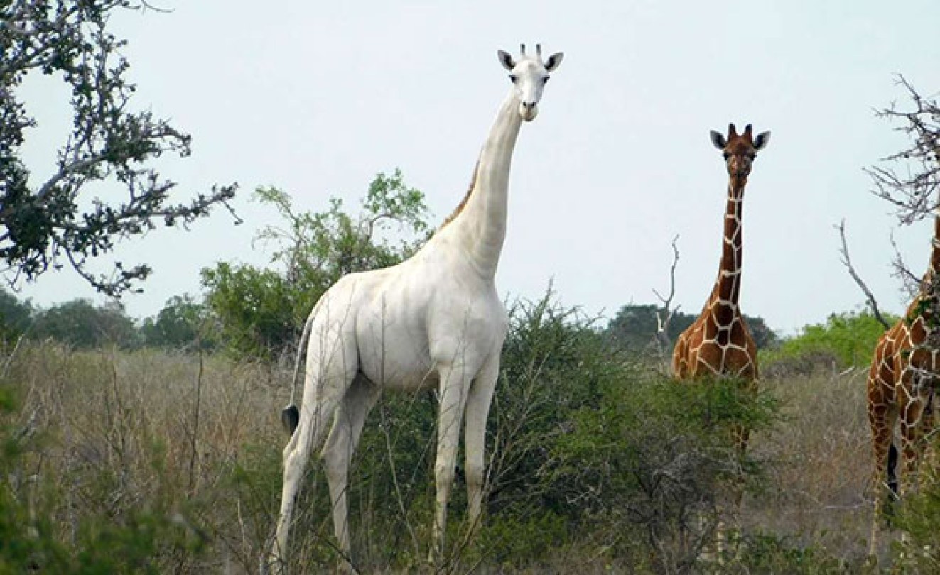 Kenya: Rare White Giraffe in Garissa Dazzles Wildlife Enthusiasts ...
