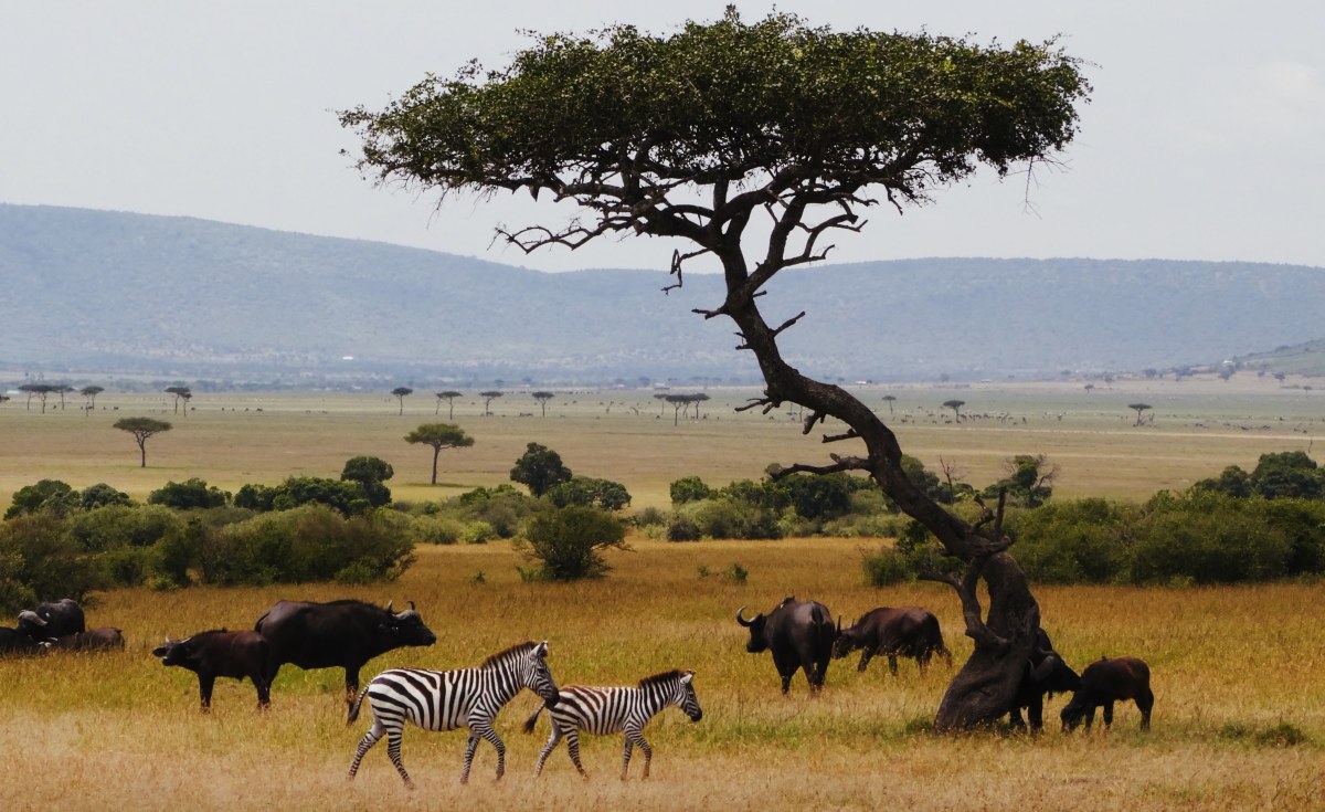 Kenyan Wildlife Policies Must Extend Beyond Protected Areas - allAfrica.com