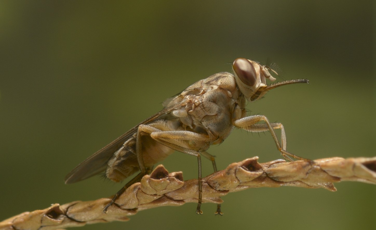 Africa: What Changes in Temperature Mean for Africa's Tsetse Fly - allAfrica.com