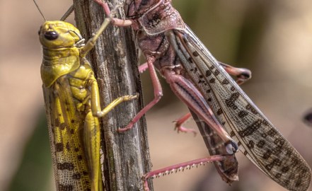 Uganda: World Bank Approves Shs181b Loan to Fight Locusts in Uganda ...