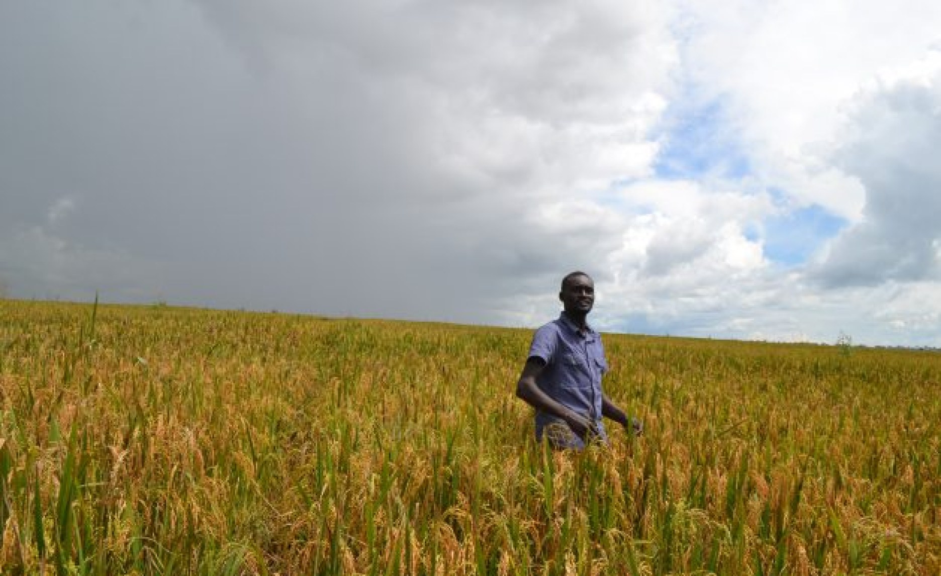 Namibia: Covid-19 Accelerates Commercial Farming Dreams - allAfrica.com