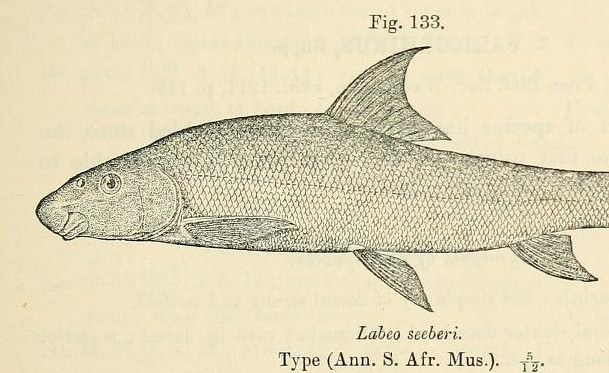 South Africa's Sandfish Are On the Brink of Extinction - How Farmers ...