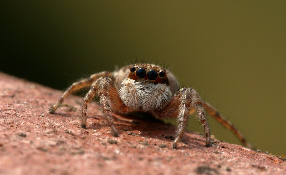 Cameroon: The Fascinating Cameroonian Art of Spider Divination Is On ...