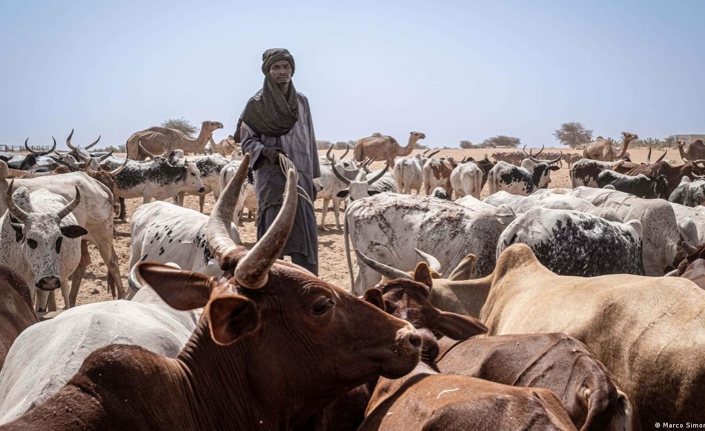 Namibia: Farmers Sell Off Livestock As Drought Bites | South Africa Today